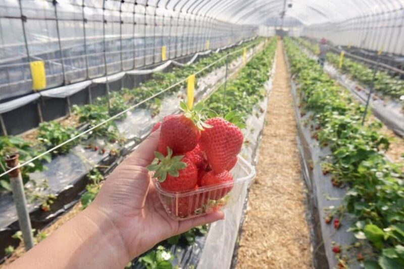 Wakayama: Day Trip to Shirahama Beach & Kuroshio Market - Dramatic Cliffs and Coastal Views