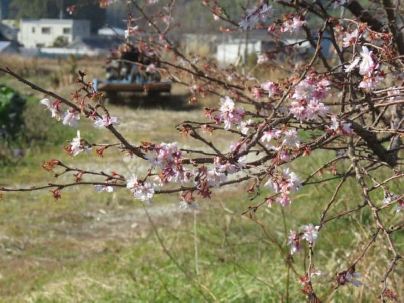 Wakayama: Legend of Princess Nagusa Tobe Walking Tour - Who Will Appreciate This Tour?