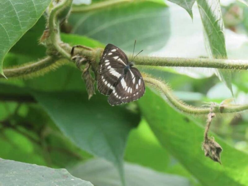 Wakayama: Negoro Historical Walking Tour with Temples Visit - What the Itinerary Looks Like
