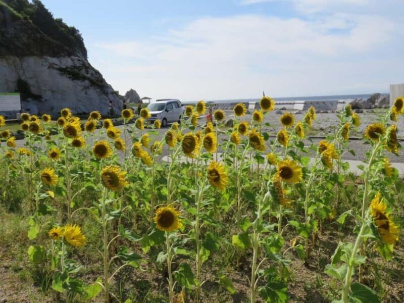 Wakayama: Shirasaki Coast, Yura Town Walking 3 Tours - What Reviewers Say
