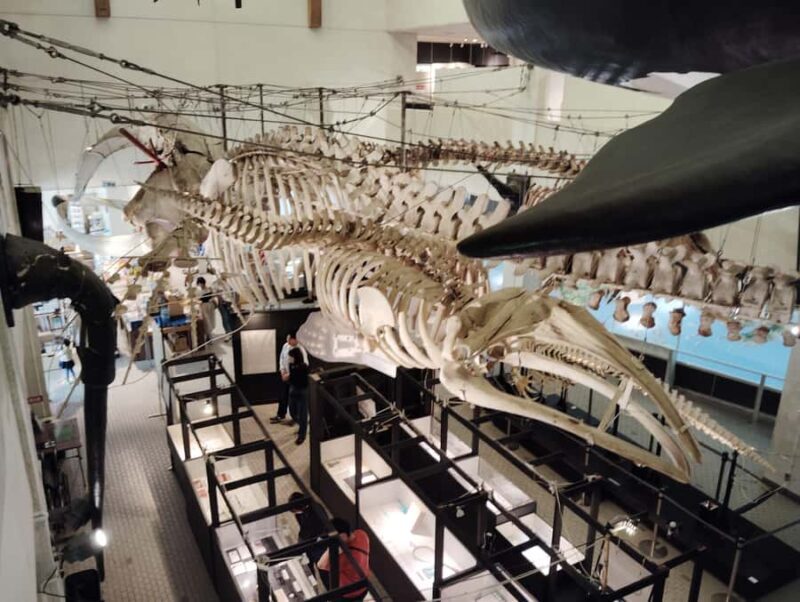 Wakayama: Taiji Whale Museum and Japans Ocean Heritage - Detailed Breakdown of the Itinerary