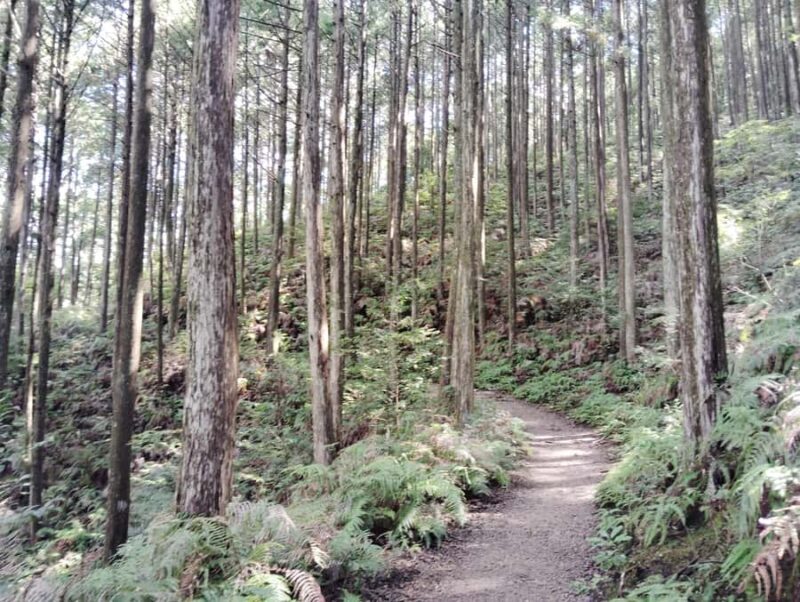 Wakayama: Walk the Kumano Kodo to Kumano Hongu Taisha - Transport, Duration, and Group Size