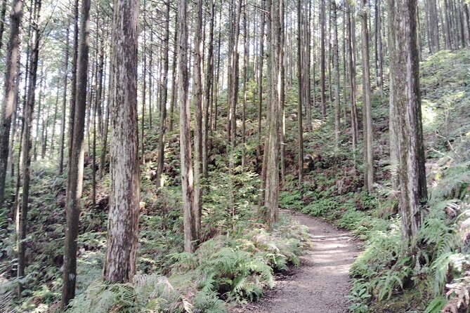 Wakayama: Walk the Kumano Kodo to Kumano Hongu Taisha - Key Points