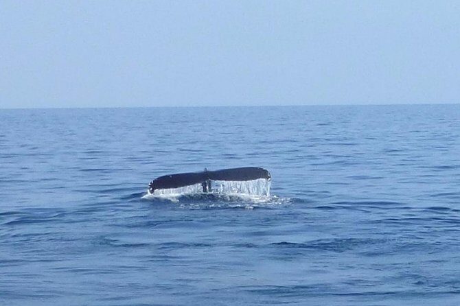 Wake Up With the Whales Cruise from Anaeho'omalu Bay - An Authentic Big Island Whale Watching Adventure
