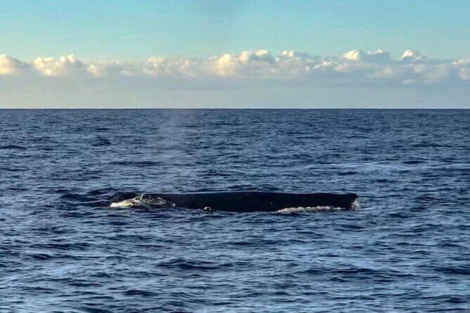 Wake up with the Whales Cruise from Kawaihae Harbor - Why Whale Watching on the Big Island Matters