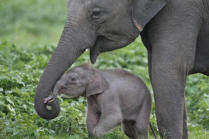 Walawe Palm Safari Udawalawe - FAQs