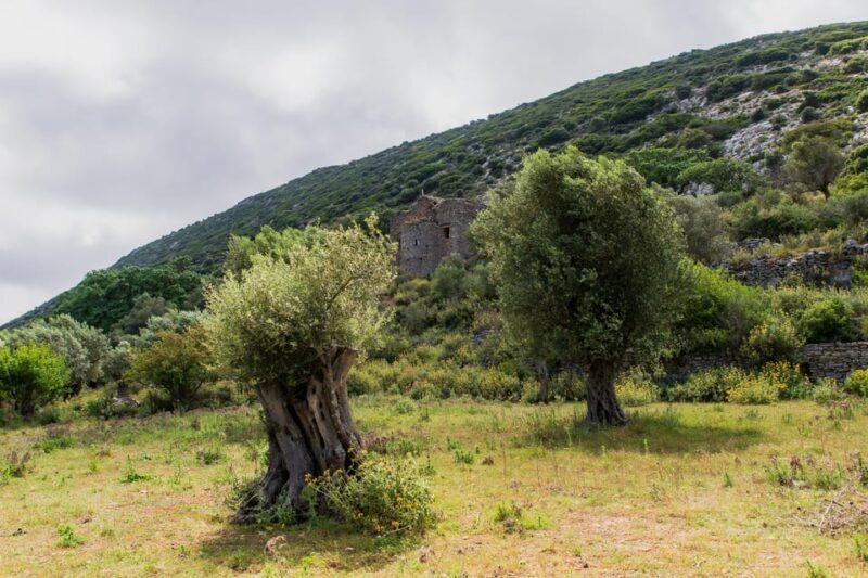 Walk among the olive trees (Small group experience) - The Itinerary in Detail