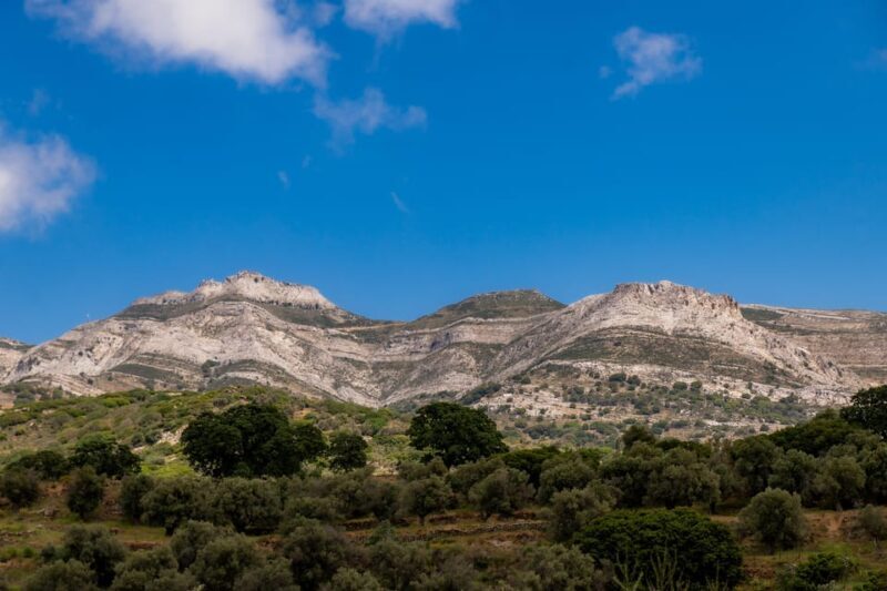 Walk among the olive trees (Small group experience) - Detailed Breakdown of the Experience