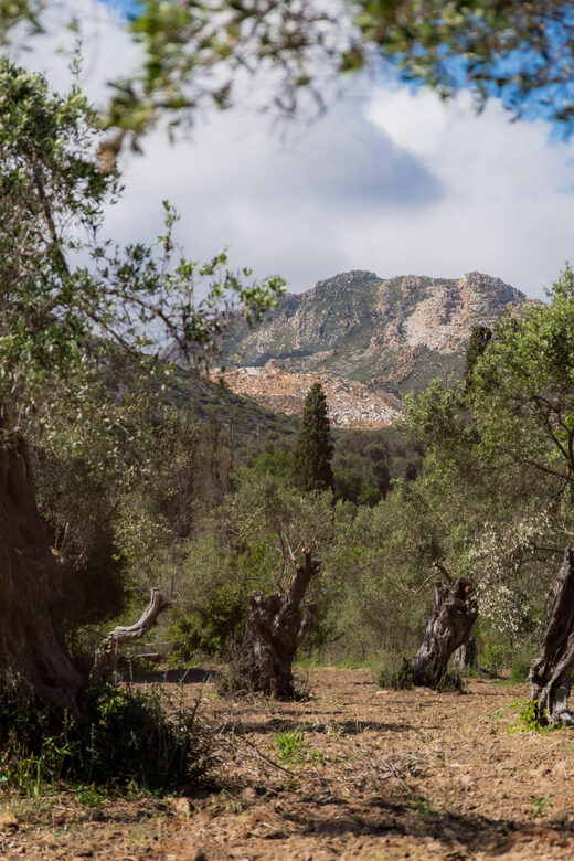 Walk among the olive trees (Small group experience) - Analyzing the Value