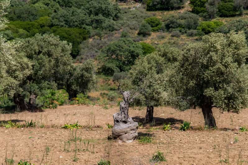 Walk among the olive trees (Small group experience) - Who Should Consider This Tour?
