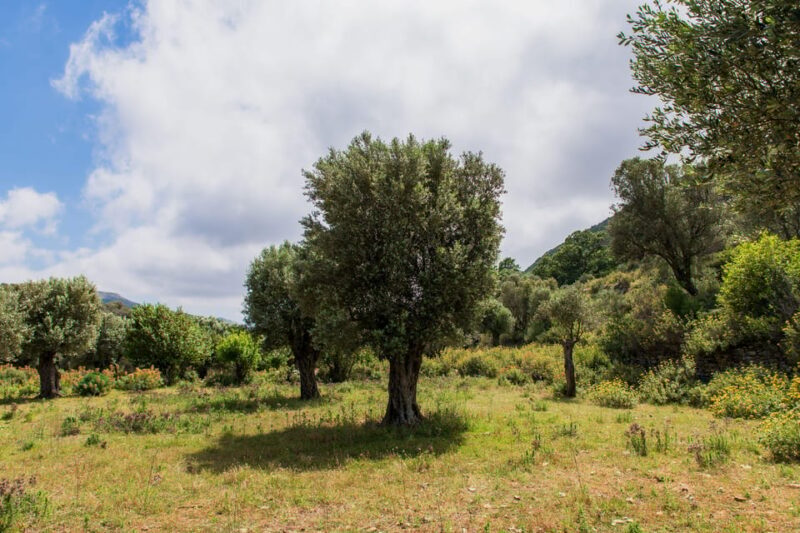Walk among the olive trees (Small group experience) - FAQ