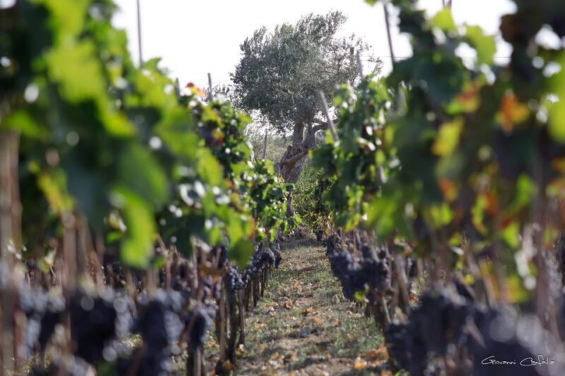 Walk among the rows of vineyards and wine tasting - Practical details: timing, price, and accessibility
