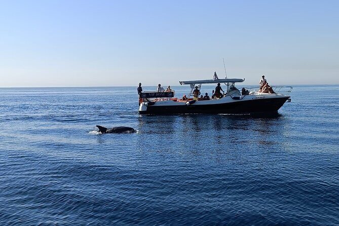 Walk and dolphin watching in Fuengirola + 1 drink - Discovering the Joy of Dolphin Watching in Fuengirola