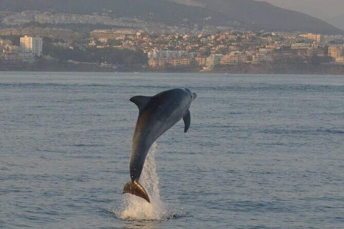 Walk and dolphin watching in Fuengirola + 1 drink - FAQ