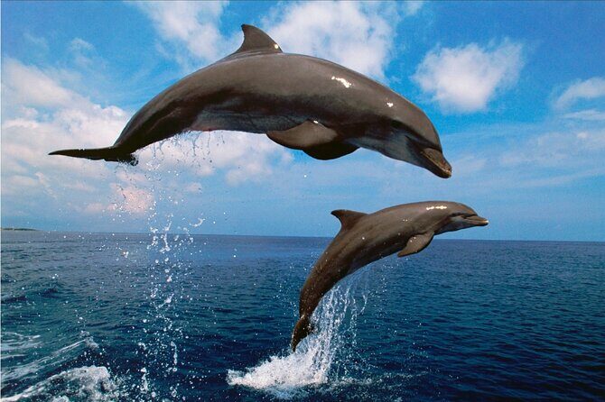 Walk and dolphin watching in Fuengirola + 1 drink - Final Thoughts
