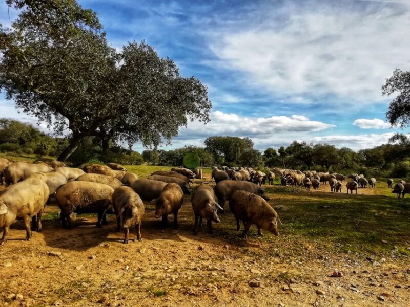 Walk in the Cork Forest Experience Pack - Key Points