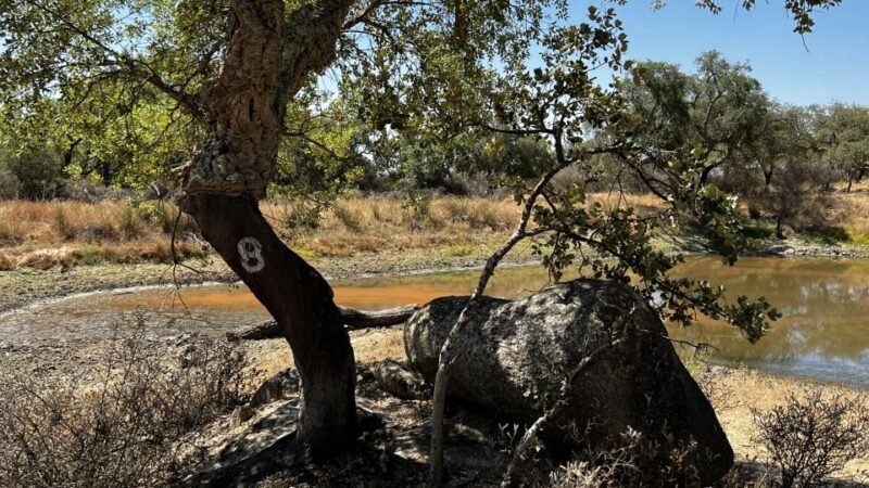 Walk in the Cork Forest Experience Pack - Exploring Portugal’s Cork Forests: A Complete Review