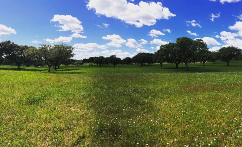 Walk in the Cork Forest Experience Pack - FAQ