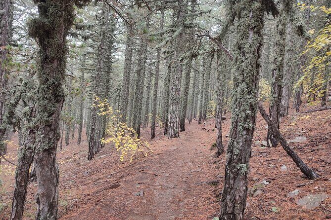 Walk on Artemis trail and in Old Kakopetria - Key Points