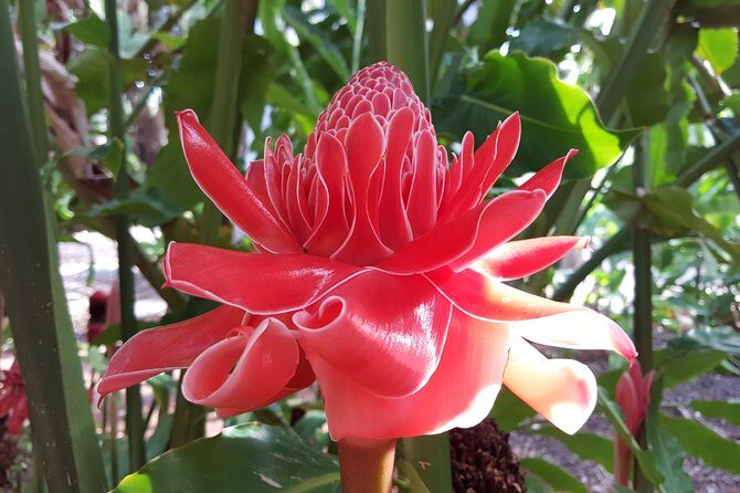 Walk the Darwin Botanic Gardens - The Sum Up