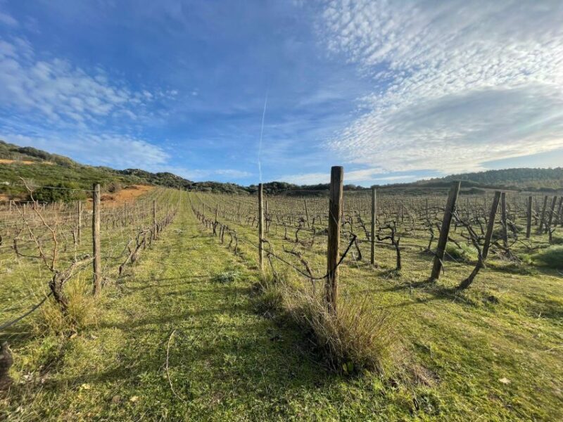 Walk through our vineyard and aperitif - Exploring the Heart of Sardinian Wine