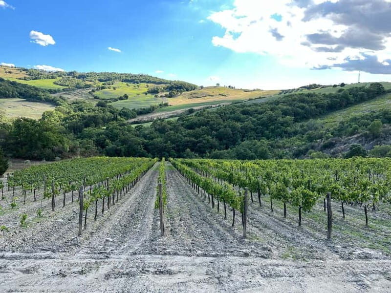 Walk through the vineyard with tasting - Key Points