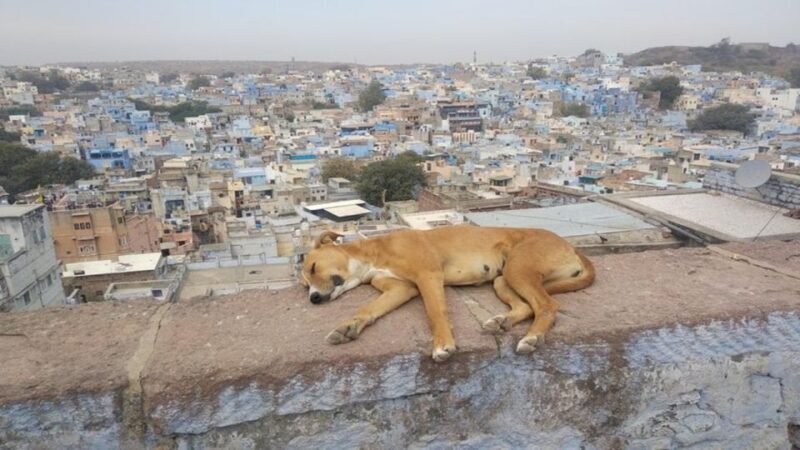 walk to bluecity heritage tour - Key Points