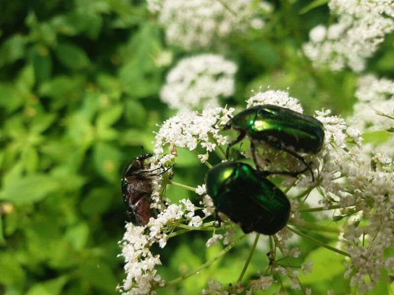 Walk to recent and aged spiritual sanctuaries near Budapest - FAQ
