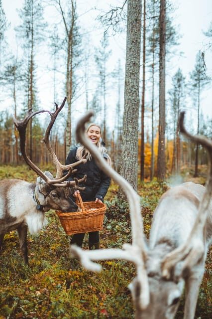 Walk with Reindeer - An In-Depth Look at "Walk with Reindeer" in Finland