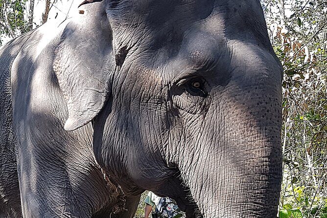 Walk with the Elephants by Cambodiajeep - An In-Depth Look at the Tour