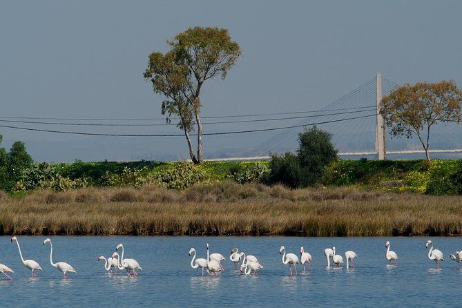 Walking in Tavira: The Venice Of Algarve - The Value of the Experience