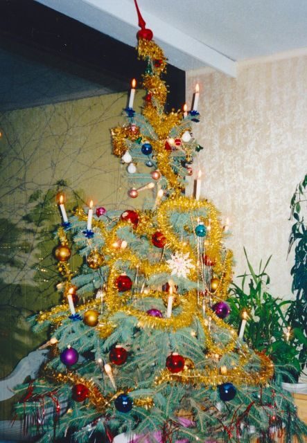 Walking on the historical trail of Viennese Christmas Trees - FAQ