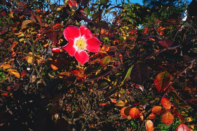 Walking Private Tour of Yokohama Cosmo World - Authentic Experiences and Traveler Insights