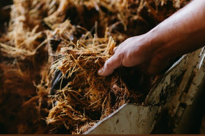 Walking Tour Agave Journey in Versalles - Introduction