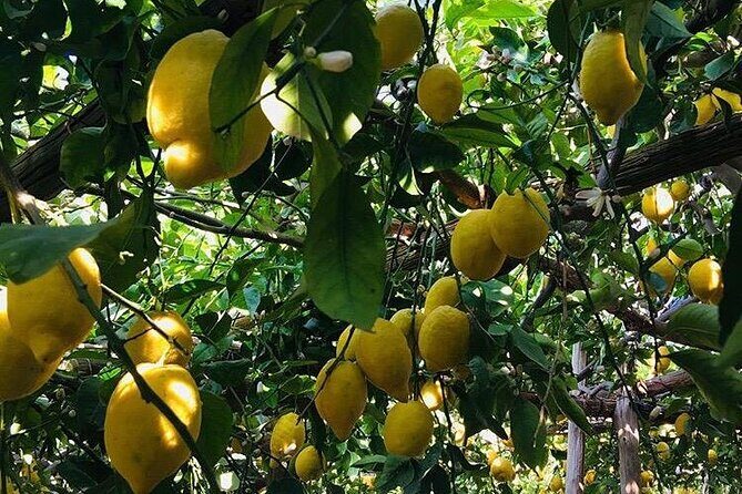 Walking tour from Minori to Maiori along the Path of the Lemons - Practical Considerations