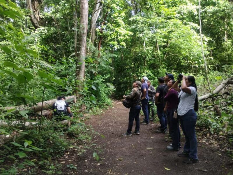 Walking tour in the archaeological site and jungle of Palenque - Discovering Palenque: An In-Depth Review of the Jungle and Archaeological Tour