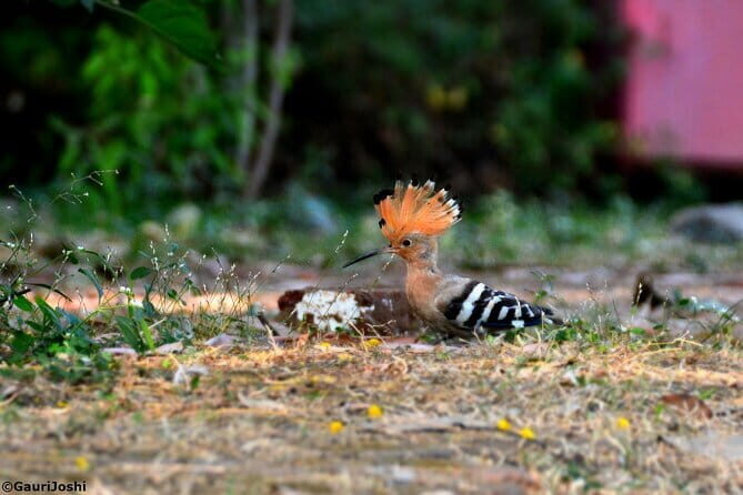 Walking Tour of Maharashatra Nature Park - What to Expect on the Tour: A Step-by-Step Breakdown