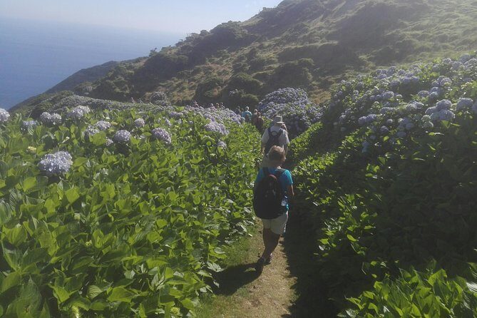 Walking Trail / Tour - Fajã Caldeira Santo Cristo - Why This Tour Offers Good Value