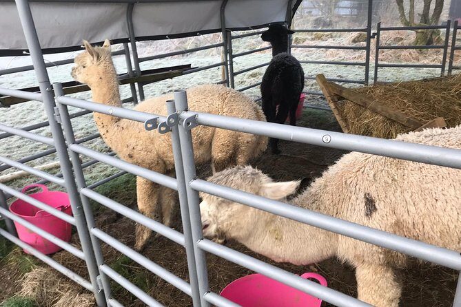 Walking with Alpacas - Exploring the Experience in Detail