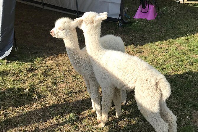 Walking with Alpacas - Who Should Consider This Tour?