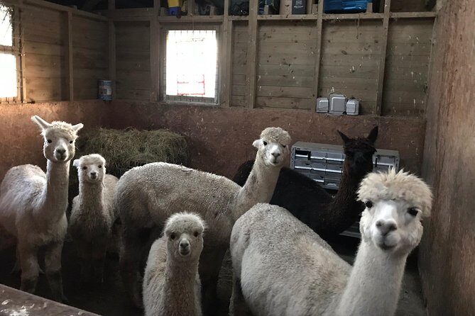 Walking with Alpacas - Frequently Asked Questions