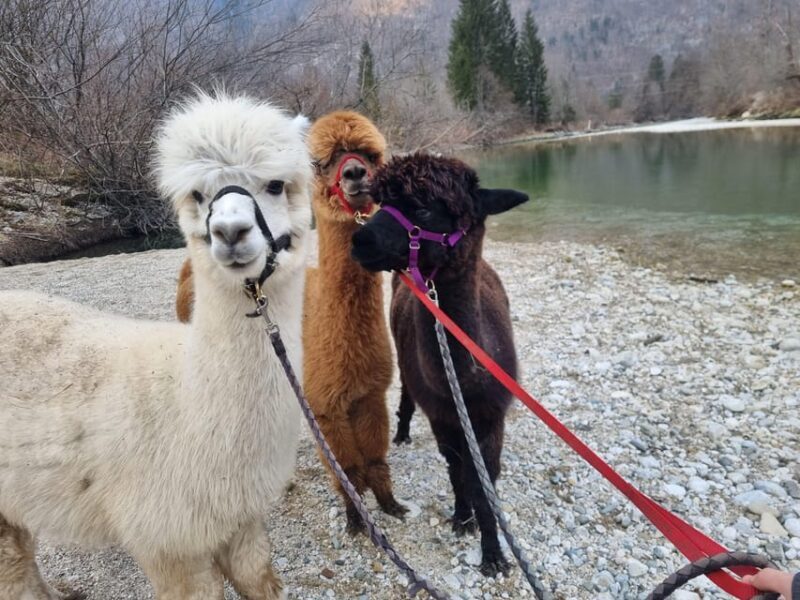 Walking with alpacas - Domaija Loncnar - Bohinj - Key Points