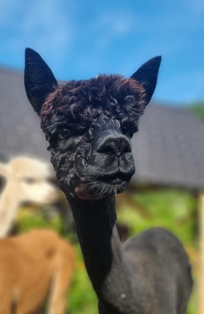 Walking with alpacas - Domaija Loncnar - Bohinj - An In-Depth Look at the Alpaca Walk Experience