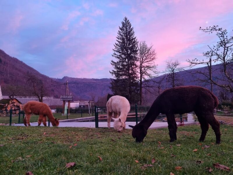 Walking with alpacas - Domaija Loncnar - Bohinj - Who Is This Tour Best For?