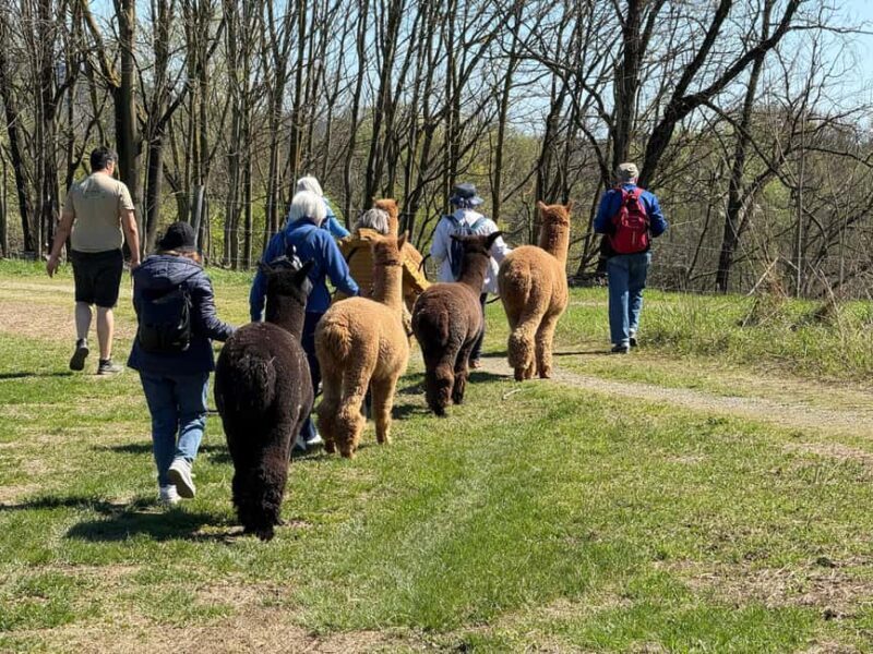 Walking with Alpacas in Turin: an experience of nature in the city - Key Points
