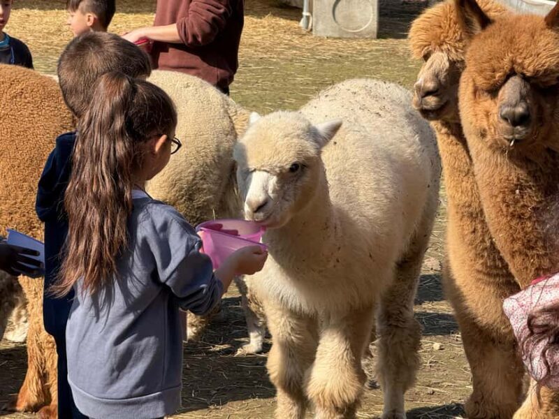 Walking with Alpacas in Turin: an experience of nature in the city - The Setting and Location