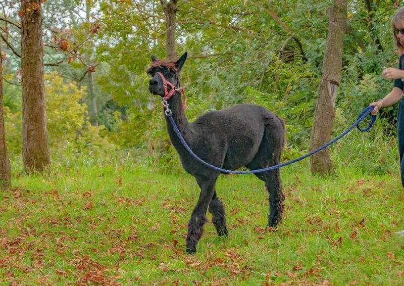 Walking with Alpacas in Turin: an experience of nature in the city - Learning and Bonding