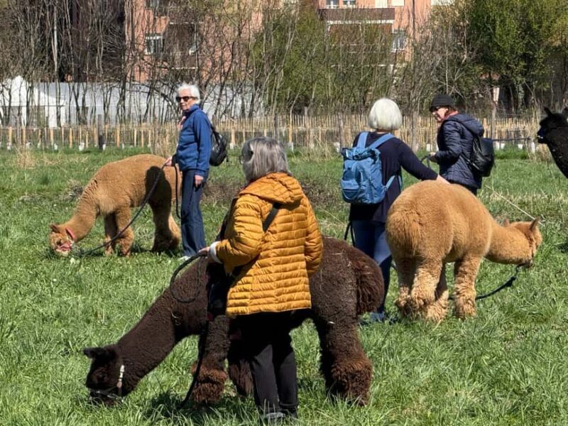 Walking with Alpacas in Turin: an experience of nature in the city - Practicalities: What’s Included and What to Know