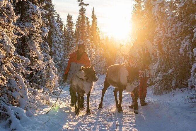 Walking with Reindeer Experience - An In-Depth Look at the Tour