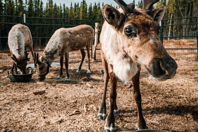 Walking with Reindeer Experience - Final Thoughts